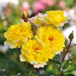 Gärtner Pötschke Essbare Culinaric Rose, gold-gelb