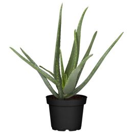 Gärtner Pötschke Aloe Vera