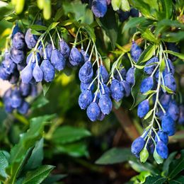 Gärtner Pötschke Vier-Monats-Heidelbeere Lucky Berry®