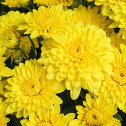 Gärtner Pötschke Chrysantheme, gelb