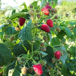 Gärtner Pötschke Himbeere Schlaraffia® Plentiful