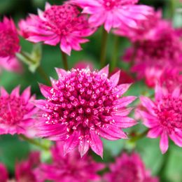 Gärtner Pötschke Große Sterndolde Pink Joyce