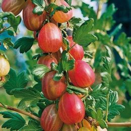 Gärtner Pötschke Stachelbeere Xenia®, Busch