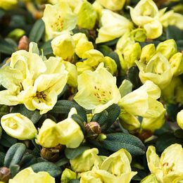 Gärtner Pötschke Zwerg-Rhododendron Lilly Sun