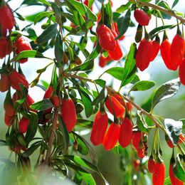 Gärtner Pötschke Goji-Beere Lifeberry Nr. 1