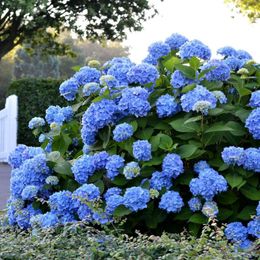 Gärtner Pötschke Hortensie Endless Summer® "The Original", blau, XL-Qualität