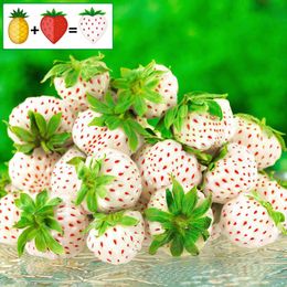 Gärtner Pötschke Erdbeerpflanze Ananas-Erdbeere "Pineberry XL Snow White"