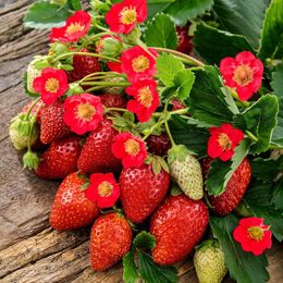 Gärtner Pötschke Balkon-Erdbeere, rotblütig