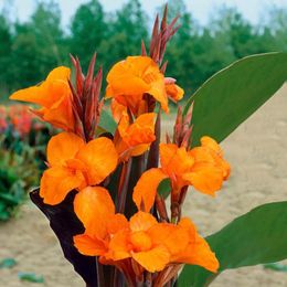 Gärtner Pötschke Canna Liberte (Indisches Blumenrohr)