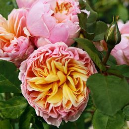 Gärtner Pötschke Edelrose Alexandrine®, wurzelverpackt