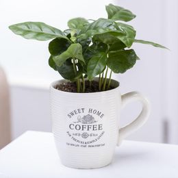 Gärtner Pötschke Kaffeepflanze "Coffea Arabica" inkl. Kaffeetasse