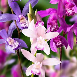 Gärtner Pötschke Orchideen-Mischung "Japan", 3 Sorten, Blumenzwiebeln
