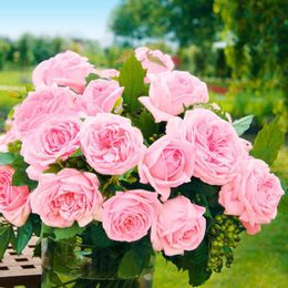 Gärtner Pötschke Rose Meister-Rose® Jubilee
