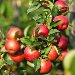 Gärtner Pötschke Säulen-Apfel Redcats®