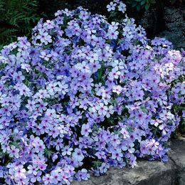 Gärtner Pötschke Blauvioletter Waldphlox Chattahoochee