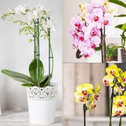 Gärtner Pötschke Zimmerpflanzen-Sortiment Orchideenzauber