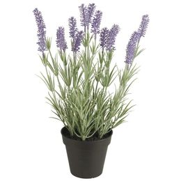 IB Laursen Lavendelpflanze in Topf, H: 40, Ø 18 cm