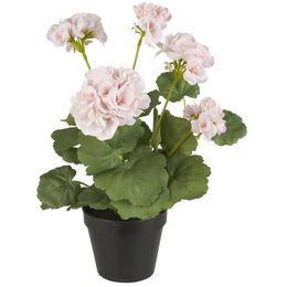 IB Laursen Geranie in Topf rosa Blumen, H: 36, Ø 20 cm