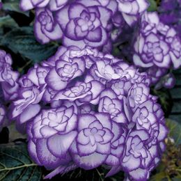 Gärtner Pötschke Garten-Hortensie Miss Saori, blau