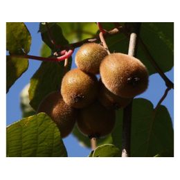 Kiwi »Hayward« und »Atlas«, 2 Kletterpflanzen, süß-säuerlich, saftig, reich an Vitamin-C