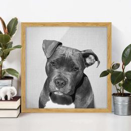Bilderwelten Bild mit Rahmen Tiere schwarz weiss Motiv inkl. Rahmung - Pitbull Pelle Schwarz Wei&szlig; - Hund Kinderzimmer Baby M&auml;dchen Jungen