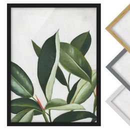 Bild mit Rahmen Lieblingspflanzen - Gummibaum - gerahmte Wandbilder Print Blumen Floral Botanik Tropical Kunstdruck Wohnzimmer Schlafzimmer Bad