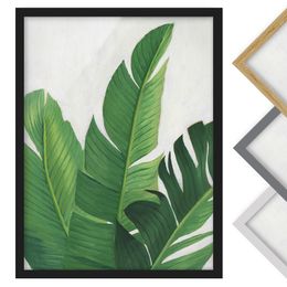 Bild mit Rahmen Lieblingspflanzen - Banane - gerahmte Wandbilder Print Blumen Floral Botanik Tropical Kunstdruck Wohnzimmer Schlafzimmer Bad