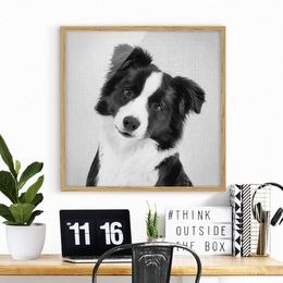 Bild mit Rahmen Bordercollie Benni Schwarz Wei&szlig; - gerahmte Wandbilder Print Tiere Kinderzimmer Wohnzimmer Schlafzimmer Schwarz/Wei&szlig;
