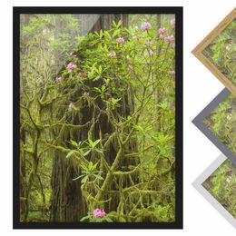 Bild mit Rahmen Del Norte Coast Redwoods State Park Kalifornien - gerahmte Wandbilder Print Wald B&auml;ume Natur Wohnzimmer Schlafzimmer Bad Badezimmer