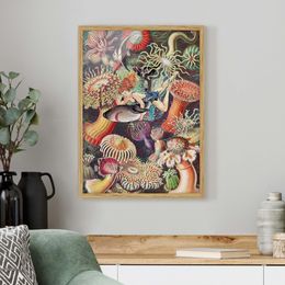 Bilderwelten Bild mit Rahmen Tiere bunt Vintage inkl. Rahmung - Nymphe mit Seeanemonen - Pflanzen Wohnzimmer Schlafzimmer