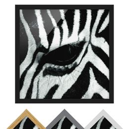 Bilderwelten Bild mit Rahmen Tiere einzigartig modern inkl. Rahmung - Zebra Crossing No.4 - Deko Wohnzimmer Schlafzimmer
