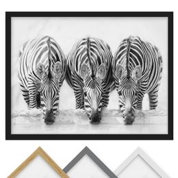 Bilderwelten Bild mit Rahmen Tiere schwarz weiss Motiv inkl. Rahmung - Zebra Trio schwarz-wei&szlig; - Zebra Wohnzimmer Schlafzimmer