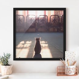 Bilderwelten Bild mit Rahmen Tiere beige Motiv inkl. Rahmung - Katze im Schein - Katze Wohnzimmer Schlafzimmer