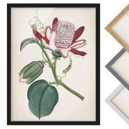 Bild mit Rahmen Gartensch&ouml;nheit IV - gerahmte Wandbilder Print Blumen Floral Botanik Tropical Landhausstil Vintage Wohnzimmer Schlafzimmer Bad