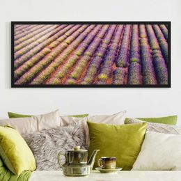 Bild mit Rahmen Malerisches Lavendelfeld - gerahmte Wandbilder Print Fotografie Wohnzimmer Violett