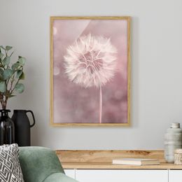 Bild mit Rahmen Pusteblume Bokeh rosa - gerahmte Wandbilder Print Blumen Floral Botanik Tropical Wohnzimmer Rosa