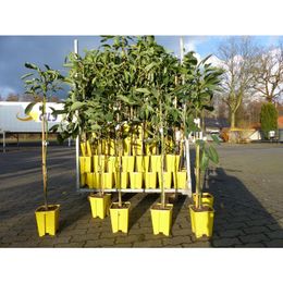 Avocadobaum Avocado Hass 120-150 cm veredelt, Persea americana Avocadopflanze, tropische Früchte Pflanze