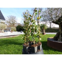 10 Stück Efeu Hedera helix 90 - 120 cm Heckenpflanze winterhart Kletterpflanze Hecke Sichtschutz blickdicht