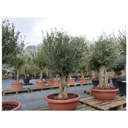 Bonsai Olivenbaum 140 - 170 cm knorrige urige Olive winterhart Olea Europaea Ölbaum