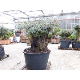 exakt dieser Baum Nr. 318, 180 cm, Olivenbaum, Bonsai, knorrige alte urige Olive winterhart