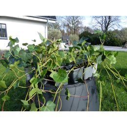 25 Stück Efeu Hedera helix 40 - 50 cm Heckenpflanze winterhart Kletterpflanze Hecke Sichtschutz blickdicht