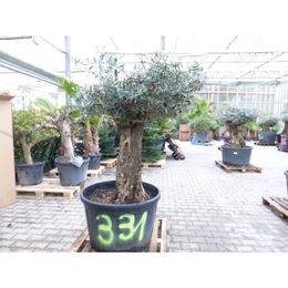 exakt dieser Baum Nr. 331, 170 cm, Olivenbaum, Bonsai, knorrige alte urige Olive winterhart