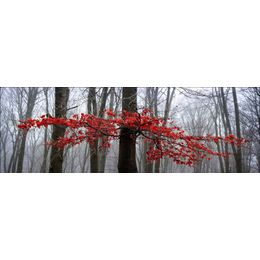 Pro Art Aludibondbild MYSTIC TREES II (LB 50x150 cm)