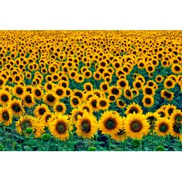 papermoon Fototapete "Field of Sunflowers" Tapeten Gr. B/L: 5 m x 2,8 m, Bahnen: 10 St., bunt (mehrfarbig) Fototapeten