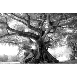 papermoon Fototapete "Baum Schwarz & Weiß" Tapeten Gr. B/L: 4,50 m x 2,80 m, Bahnen: 9 St., schwarz (schwarz, weiß) Fototapeten