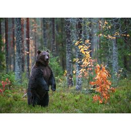 papermoon Fototapete "Brown Bear in Autumn Forest" Tapeten Gr. B/L: 5 m x 2,8 m, Bahnen: 10 St., bunt (mehrfarbig) Fototapeten