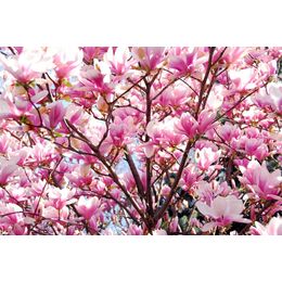 papermoon Fototapete "Kirschblüten" Tapeten Gr. B/L: 5,00 m x 2,80 m, Bahnen: 10 St., bunt Fototapeten