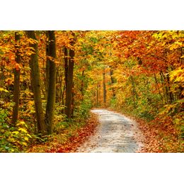 papermoon Fototapete "Pathway in Colorful Autumn Forest" Tapeten Gr. B/L: 5 m x 2,8 m, Bahnen: 10 St., bunt (mehrfarbig) Fototapeten