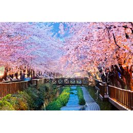 papermoon Fototapete "Cherry Blossoms Busan City" Tapeten Gr. B/L: 5 m x 2,8 m, Bahnen: 10 St., bunt (mehrfarbig) Fototapeten