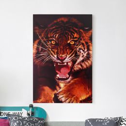 Leinwandbild Tiere Wilder Tiger